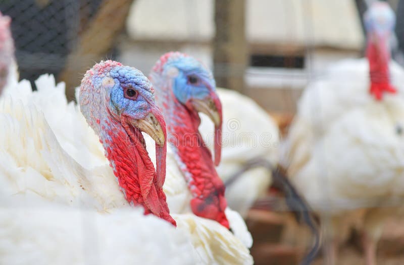 Close-up Of A Colorful Wild Turkey Stock Image - Image of male, poultry ...