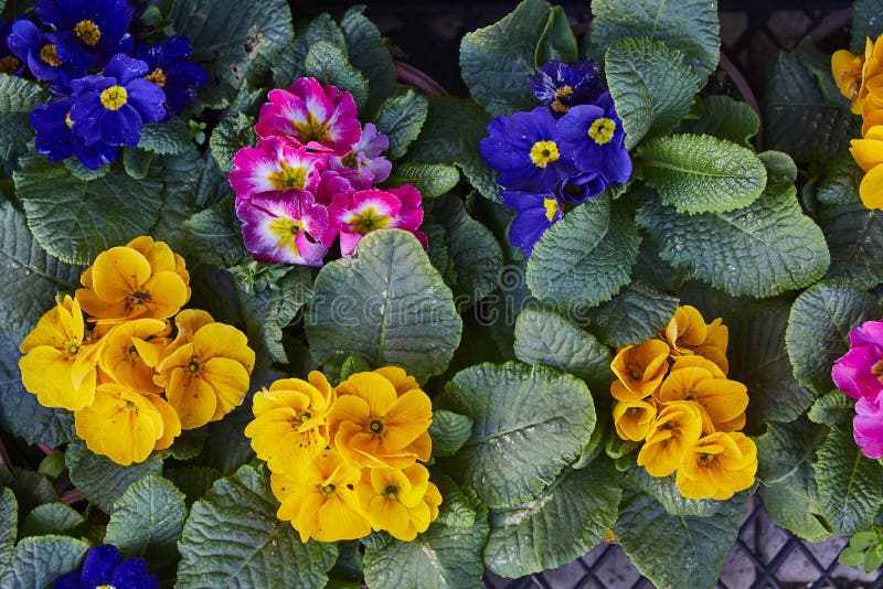 Close-up stock image. Image of natural, fresh, fragility - 271921471