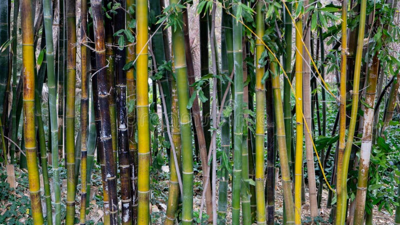 Close Up Colors Textures Bamboo Forest Stock Photos - Free & Royalty ...