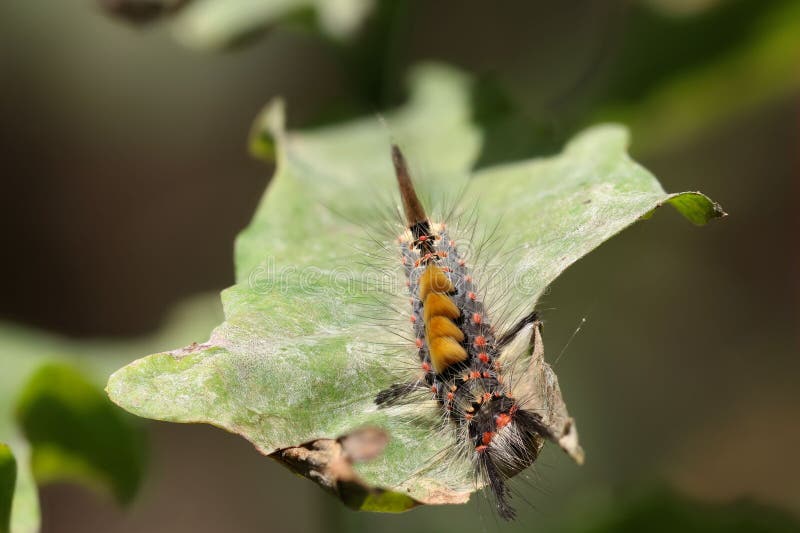 Close-up of a Rusty Tussock Moth Caterpillar on an Oak Leaf. Stock ...