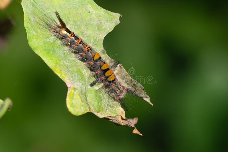 Close-up of a Rusty Tussock Moth Caterpillar on an Oak Leaf. Stock ...