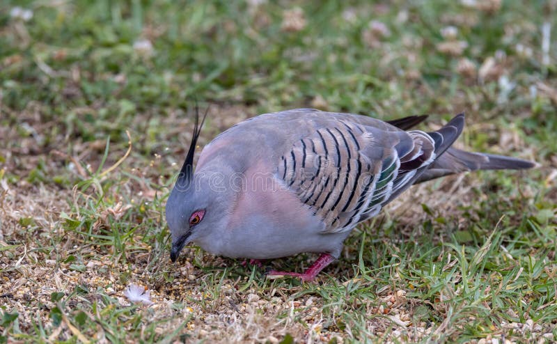Close Up of a Colourful Crested Pigeon on Ground Stock Image - Image of ...