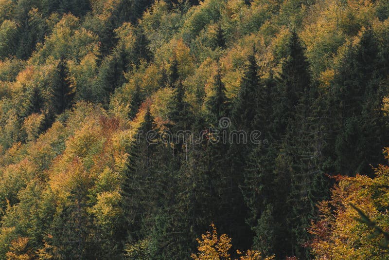 Close up colourful forest. stock image. Image of landscape - 101798711