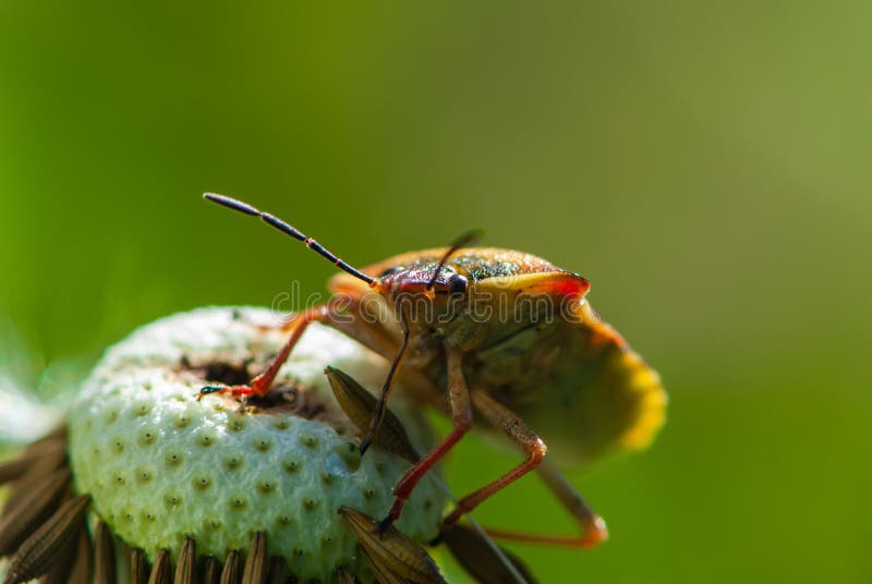 Close-up Colourful Funny Shield Bug or Stink Bug on Dandelion with a ...