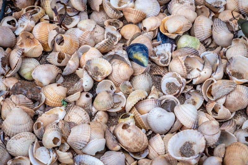 Close Up of Colourful Old Shells on a Beach of Various Shapes and Sizes ...