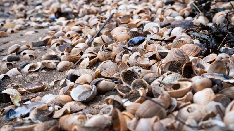 Close Up of Colourful Old Shells on a Beach of Various Shapes and Sizes ...