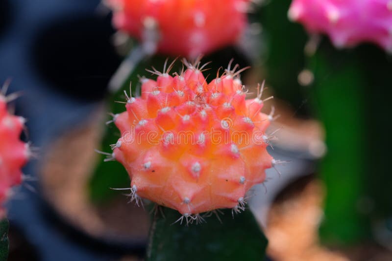 Close Up Colourful Orange Cactus from Tropical Rainforest Stock Photo ...