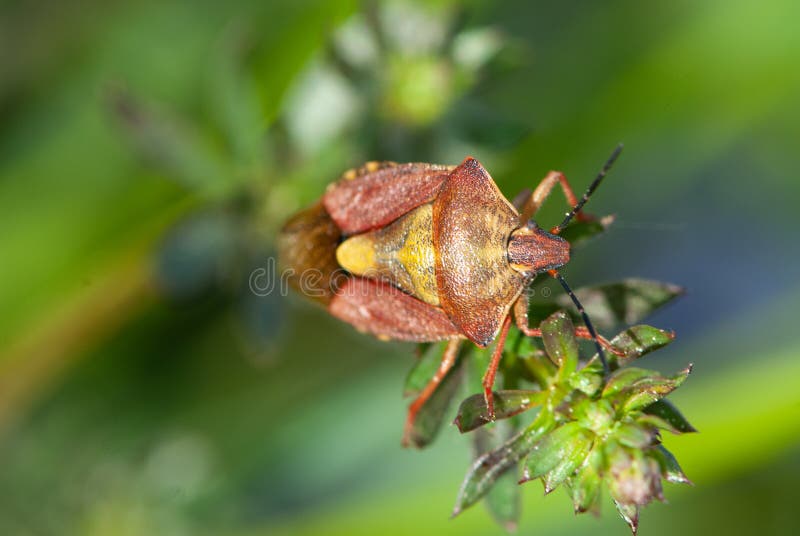 Close-up Colourful Shield Bug or Stink Bug in Green Grass Stock Photo ...