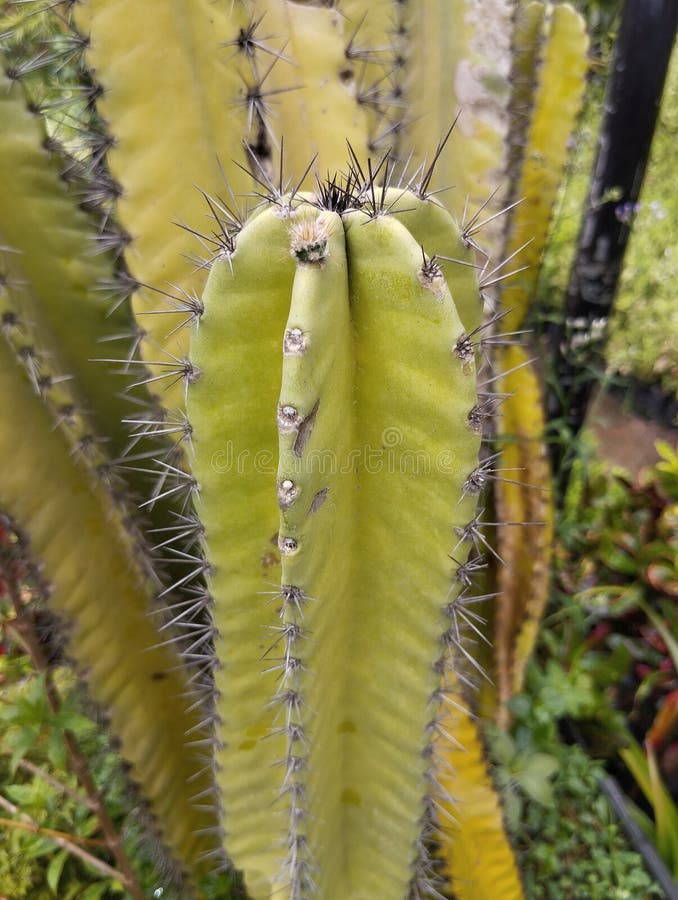 Tanaman Kaktus stock photo. Image of wildflower, plant - 382100268