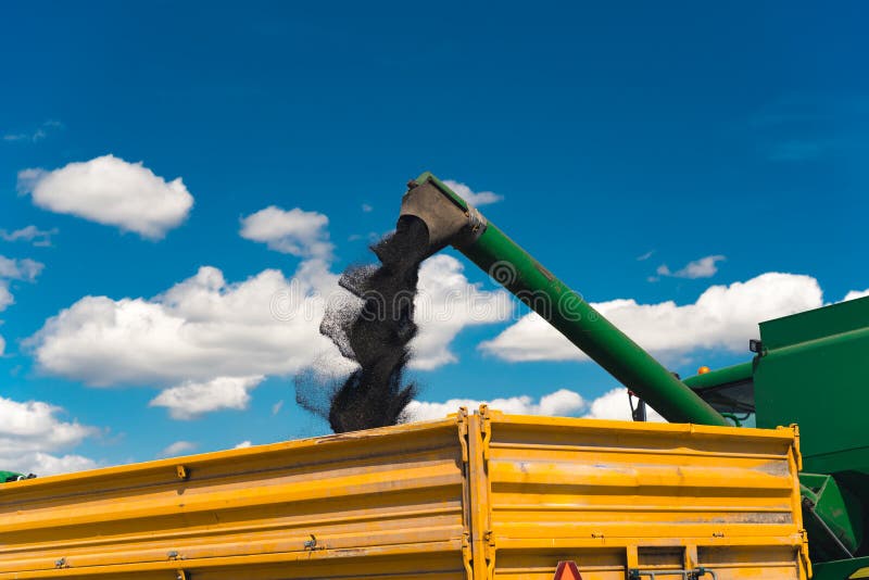 Close Up of a Combine Harvester Loading Grain into a Transport Truck ... Close Up of a Combine Harvester Loading Grain into a Transport Truck ...