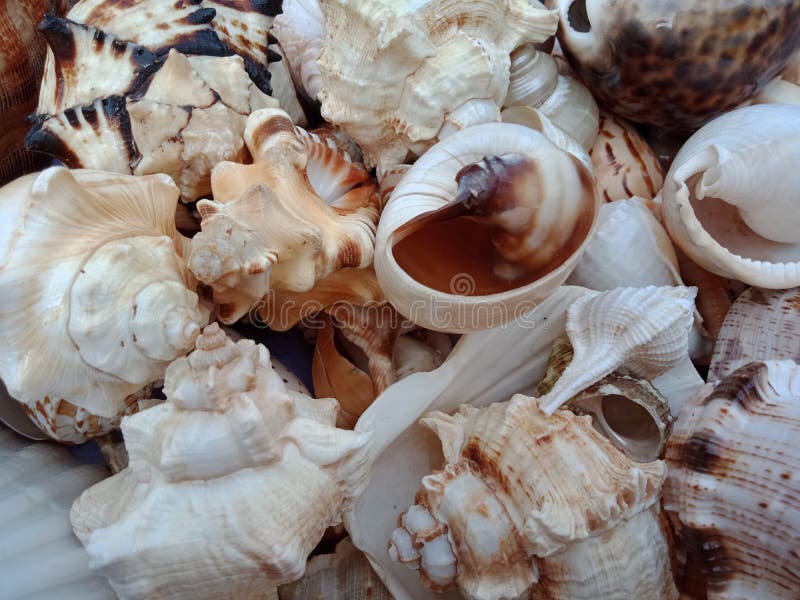 Close Up Combo of Sea Shells with Textures. Background Wallpaper Stock ...