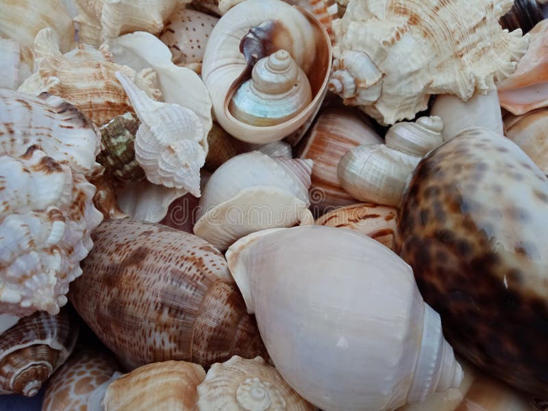 Combo Of Shells With Textures Background Wallpaper Beach Ocean Stock