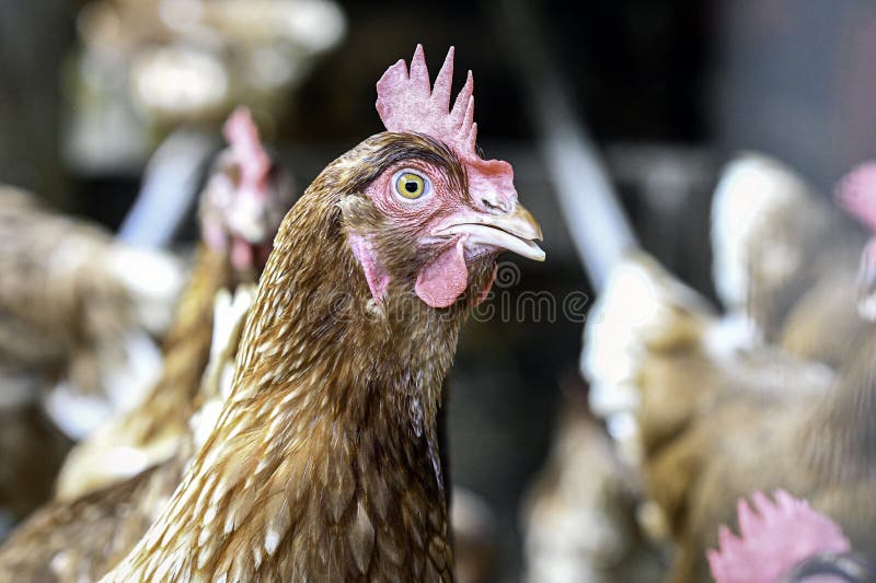 Close Up of Commercial Layer Hen Stock Image - Image of face ...