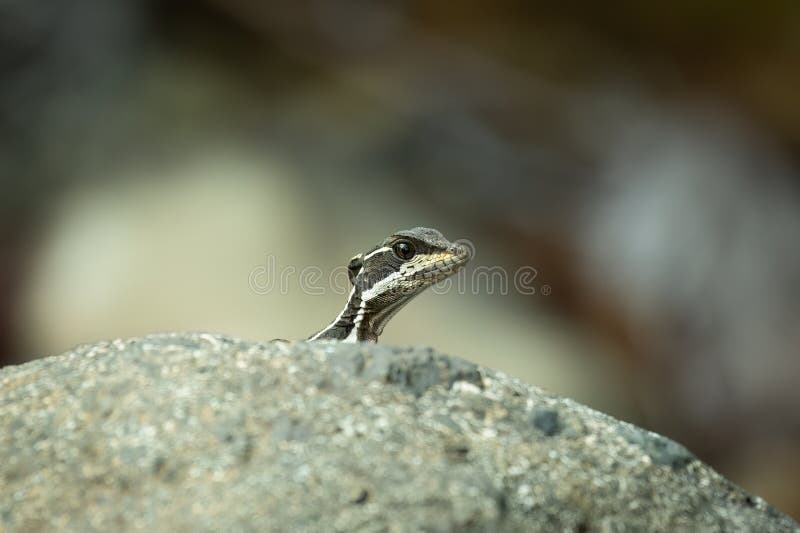 Common Basilisk (Jesus Lizard) (Basiliscus Basiliscus), Costa Rica ...
