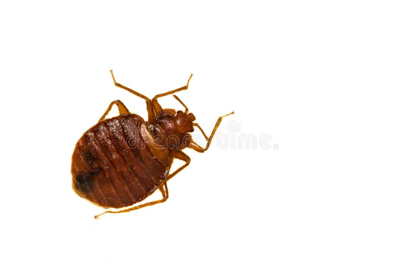 Bed Bug - Cimex Lectularius Stock Photo - Image of close, isolated ...