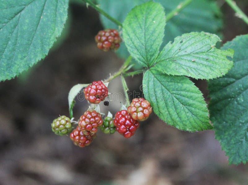 Common Blackberry stock photo. Image of healthy, harvest - 98995896