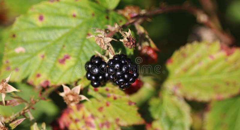 Common Blackberry stock image. Image of natural, food - 98995993