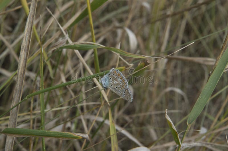 Close-up: Common Blue Butterfly Ventral Side Sidewise Stock Image ...