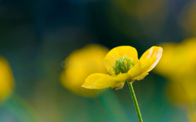 Common Buttercup or Ranunculus Acris Small Yellow Flowers on Green ...