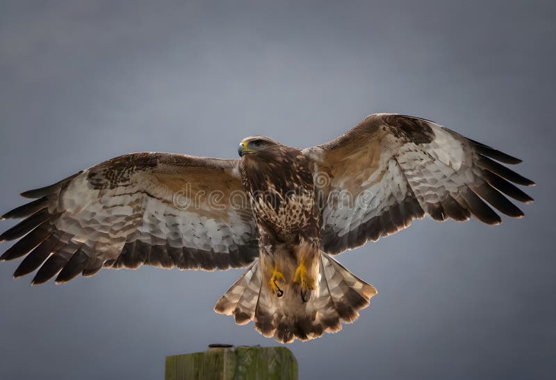 A Close Up of a Common Buzzard Stock Illustration - Illustration of ...