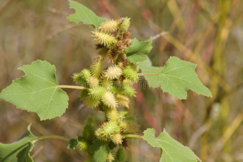 Common Cocklebur with Parasitic Plant on it Known As European Dodder ...
