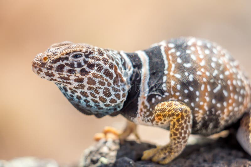 Close Up of Common Collared Lizard Stock Photo - Image of lizard ...