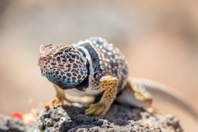 Close Up of Common Collared Lizard Standing on a Rock Stock Photo ...