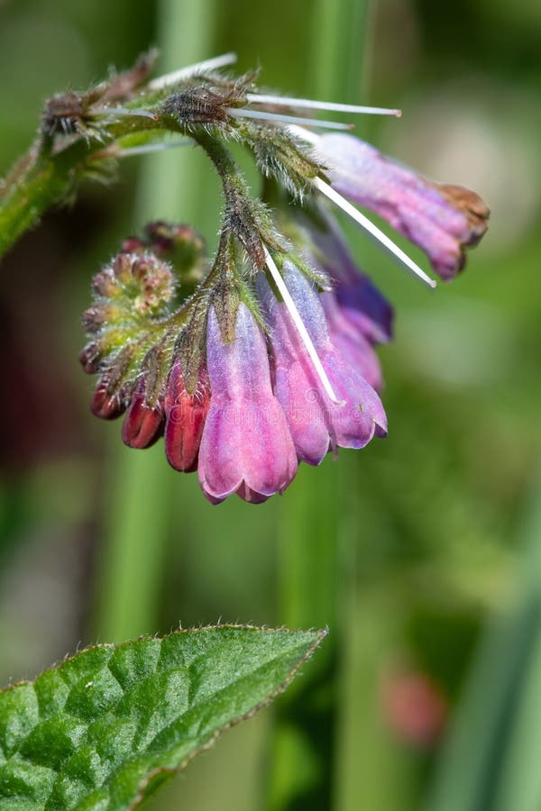 Common Comfrey (symphytum Officinale) Flowers Stock Image - Image of ...
