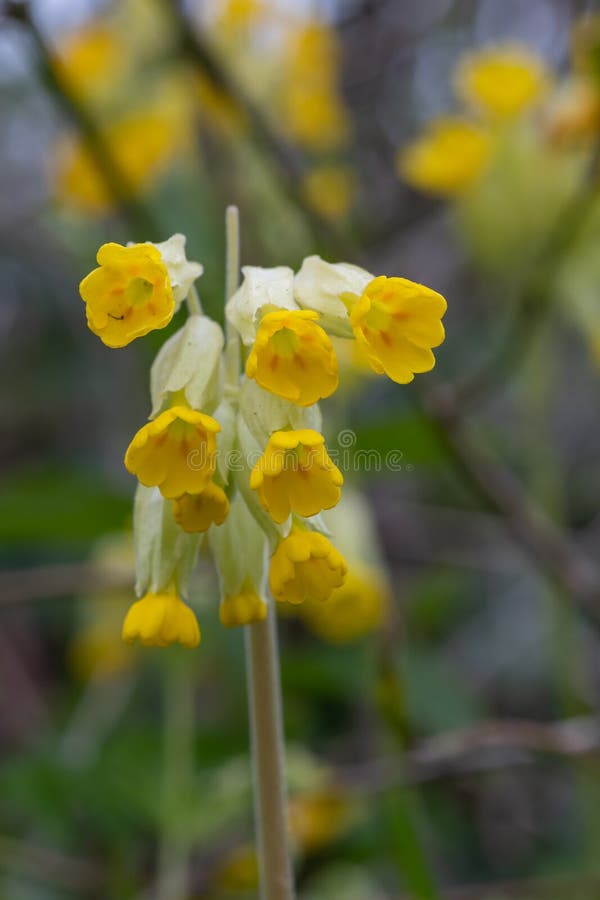 Cowslips primula veris stock photo. Image of macro, growth - 203926952