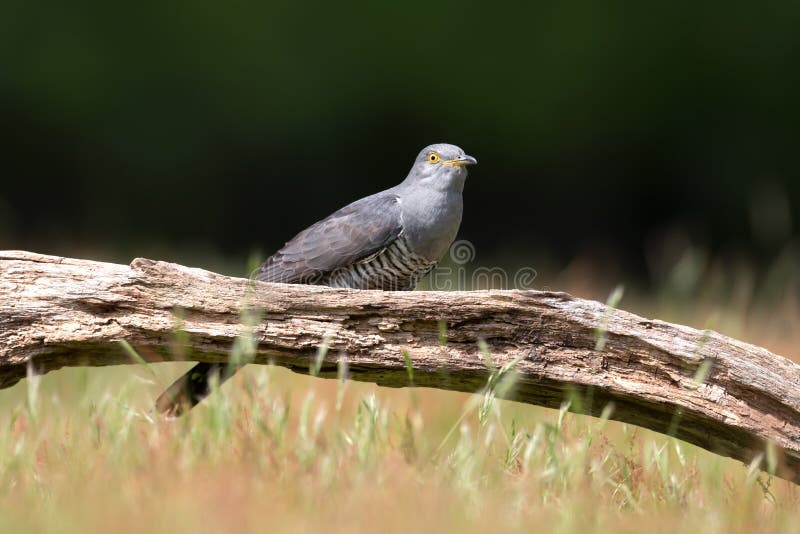 Close Up of a Common Cuckoo Perched on a Tree Stock Image - Image of ...