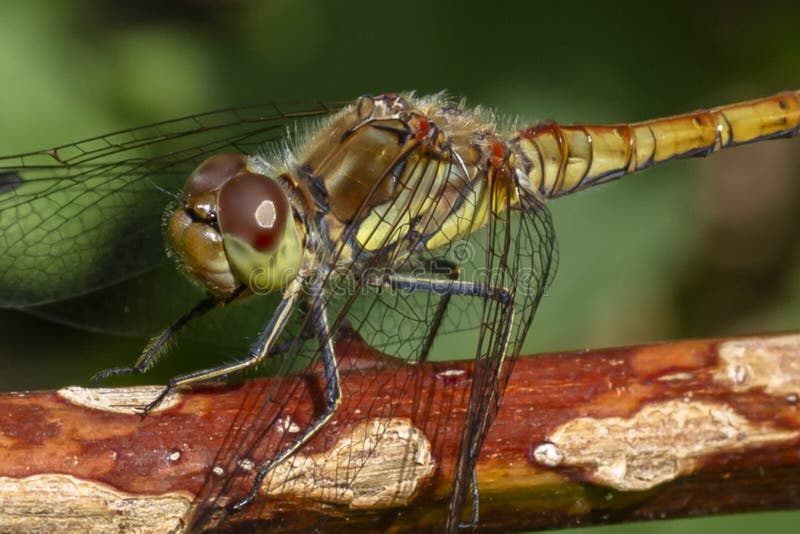 Close Up of a Common Darter Stock Photo - Image of branch, close: 194149302