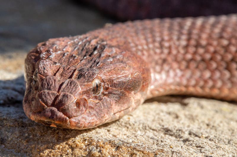 Common Death Adder stock photo. Image of adder, acanthophis - 254130590