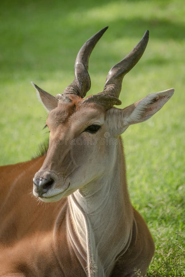 Common eland face stock image. Image of huge, mammalia - 25976563