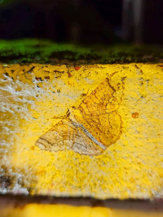 Close Up a Common Emerald Moth Perching on a Wall in the Night Stock ...