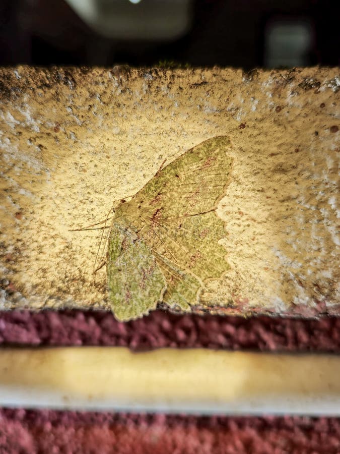 Close Up a Common Emerald Moth Perching on a Wall in the Night Stock ...
