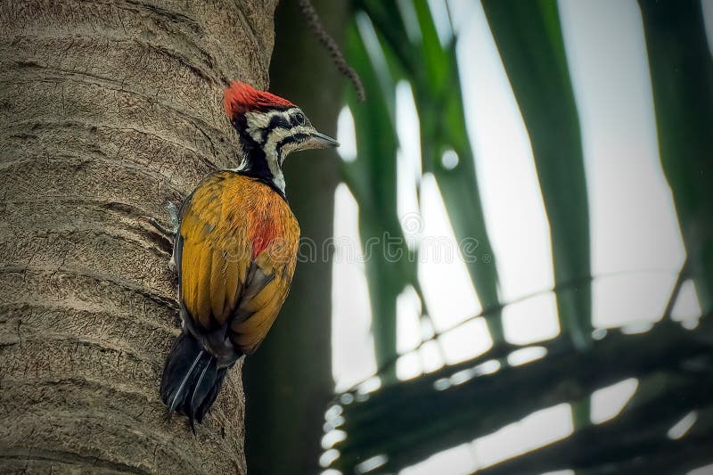 Close Up of Common Flameback Stock Photo - Image of jantan, hewan ...