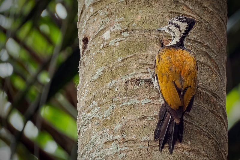 Close Up of Common Flameback Stock Image - Image of cabang, avian ...