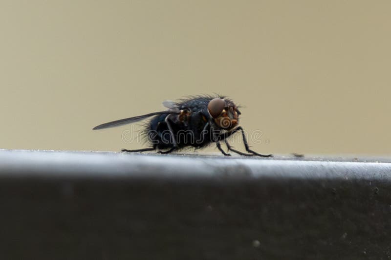 Close-Up of a Common Fly on a Surface Stock Image - Image of beetle ...