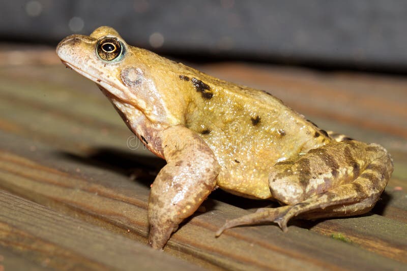 Common frog stock image. Image of wildlife, closeup, britain - 29890173