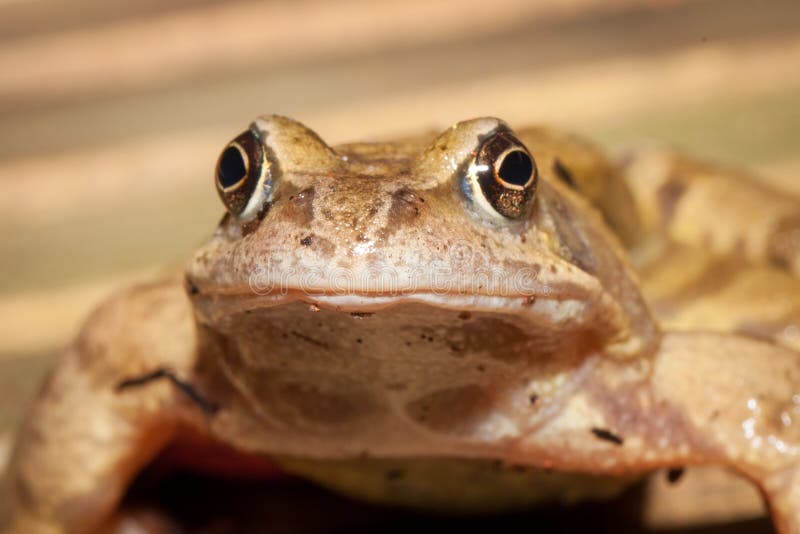 Common frog stock image. Image of temporaria, animal - 30175515