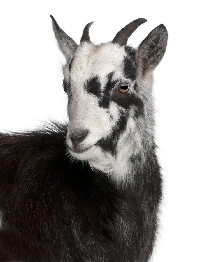 Common Goat from the West of France Stock Photo - Image of france, cute ...