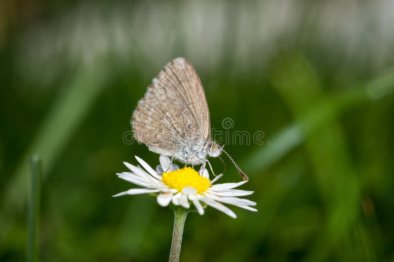 Close Up of Common Grass Blue Butterfly on a Daisy Stock Photo - Image ...