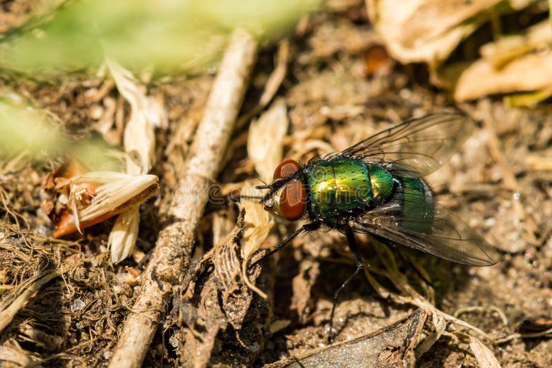 Common Green Bottle Fly stock image. Image of infection - 119718281