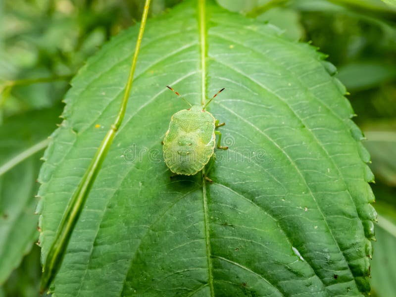 Close-up of the Common Green Shieldbug Palomena Prasina in the Fifth ...