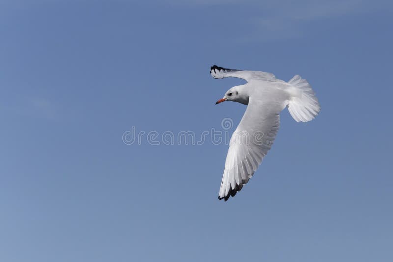 Common Gull Flying in a Blue Sky Stock Photo - Image of close, blue ...