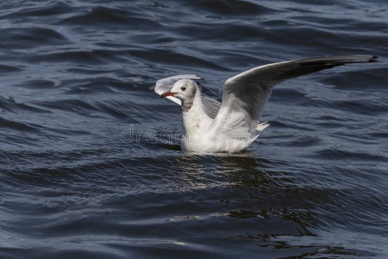 Common Gull Swimming in River Stock Photo - Image of wildlife, seabird ...