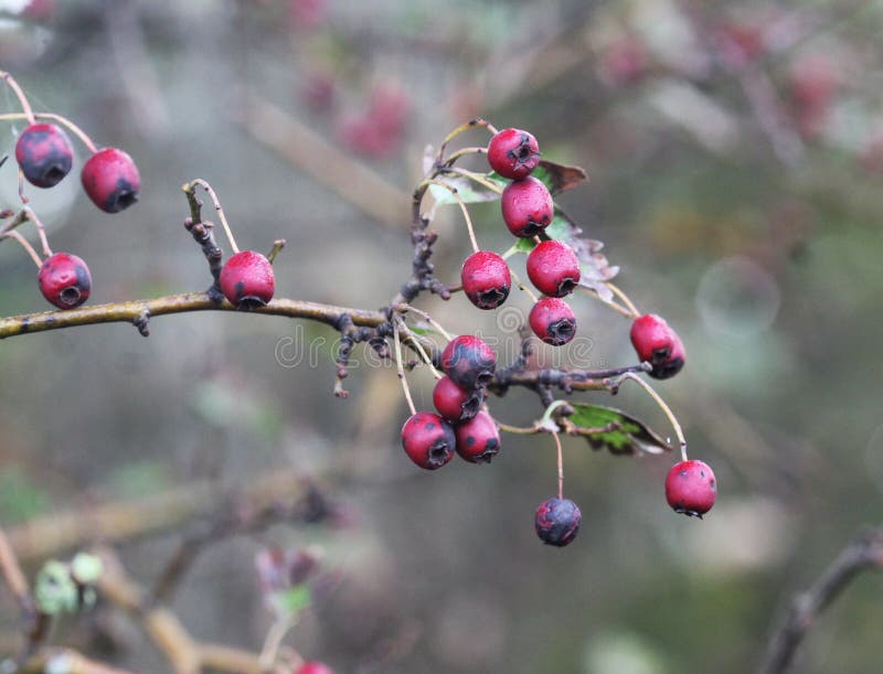 Common Hawthorn Berries Hanging on Tree Stock Photo - Image of natural ...