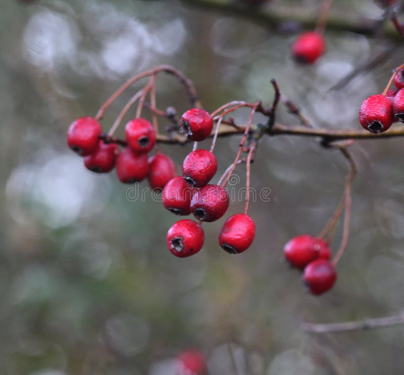 Common Hawthorn Berries Hanging on Tree Stock Image - Image of closeup ...