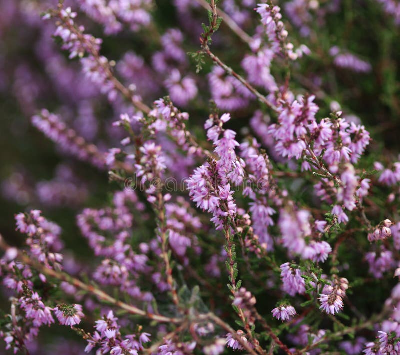 Common heather stock photo. Image of calluna, close, flora - 98885190