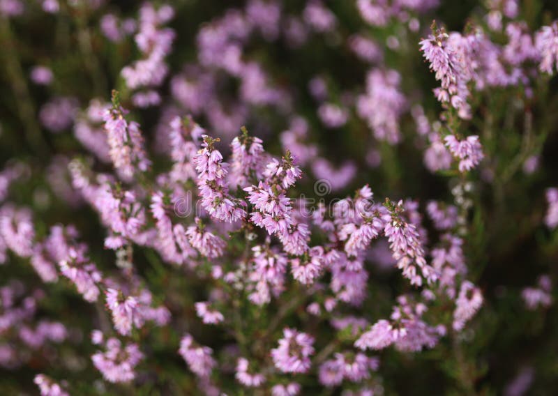 Common heather stock image. Image of blossom, decoration - 98885633